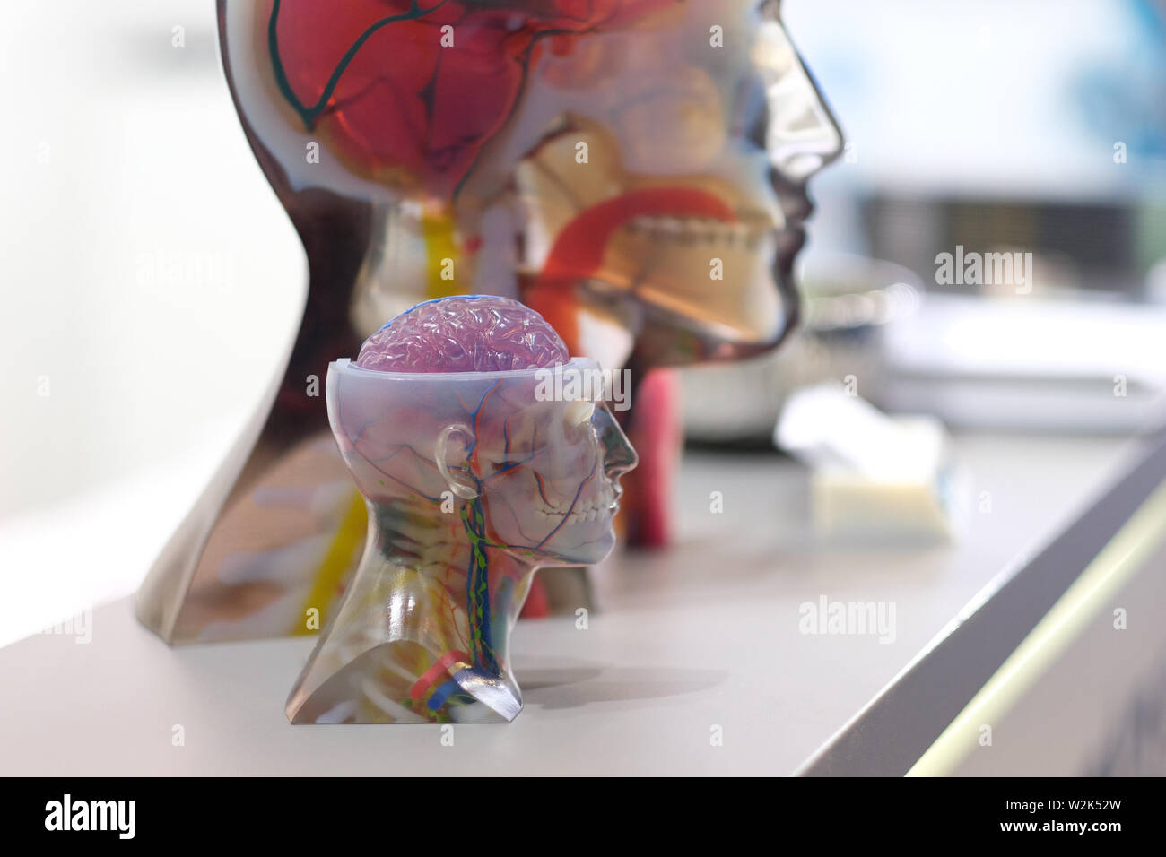 Model of the human head as an educational tool for anatomy at the ...