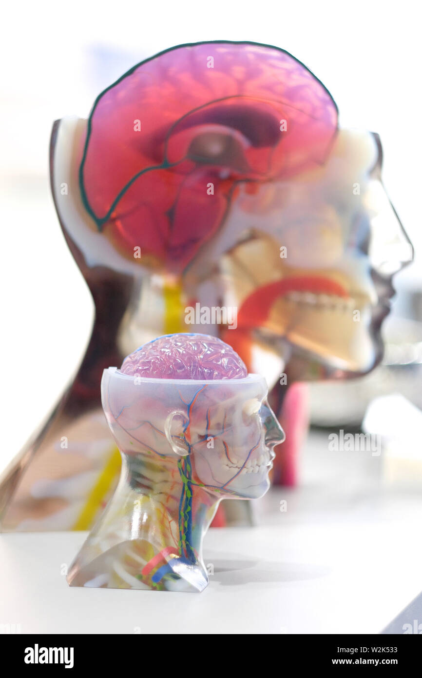 Model of the human head as an educational tool for anatomy at the ...