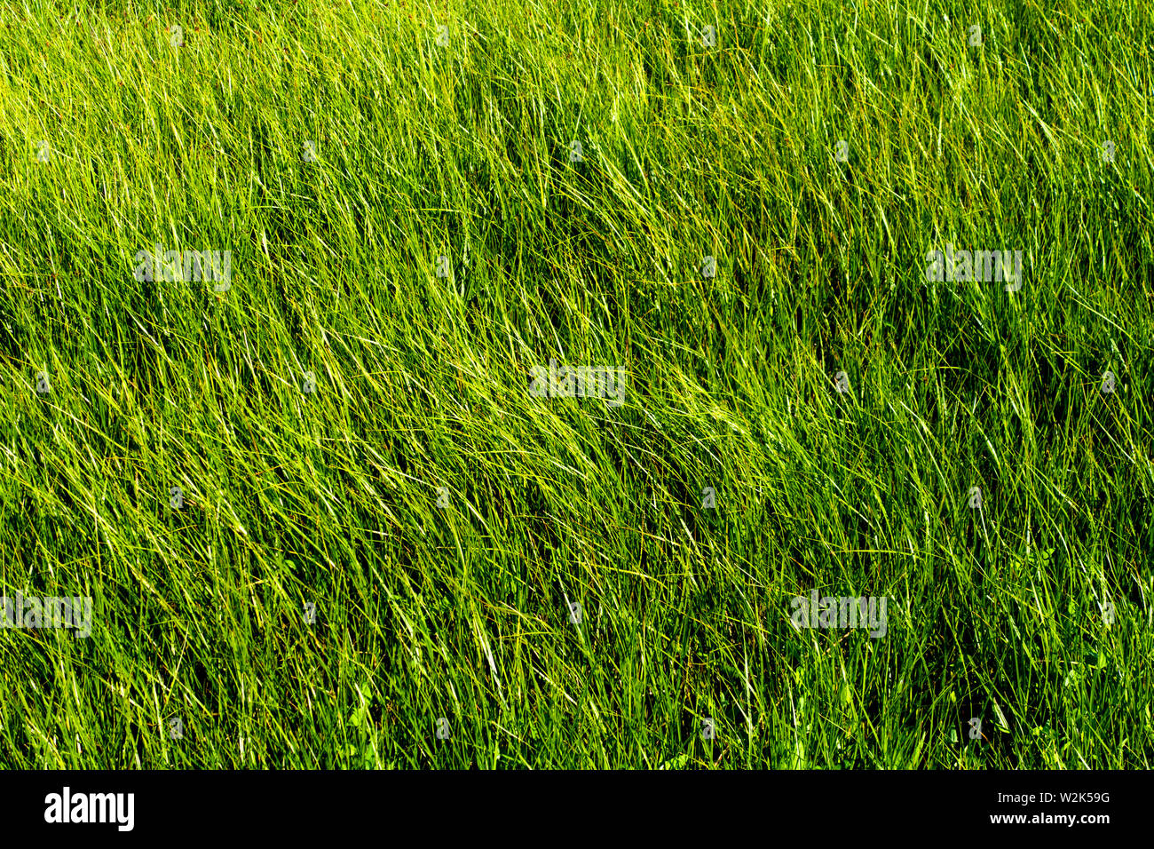 Soft rush hi-res stock photography and images - Alamy