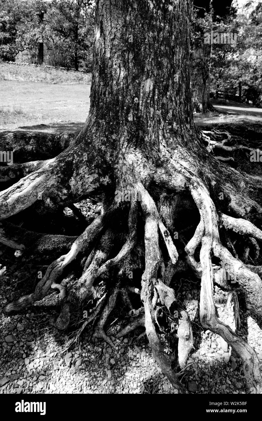Exposed tree roots Stock Photo - Alamy
