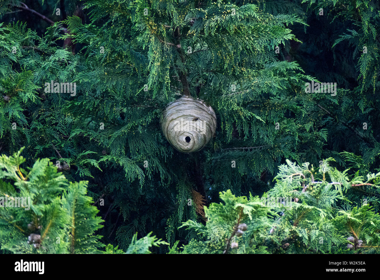 Common Wasp nest Stock Photo - Alamy