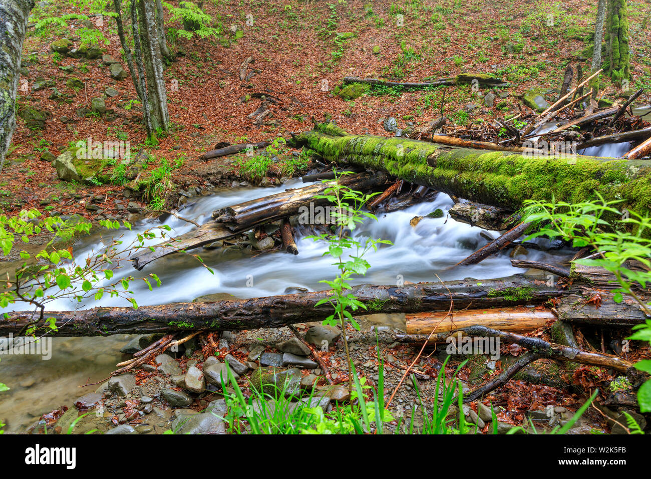 A bridge of wet mossy logs across a forest stream in a spring damp ...