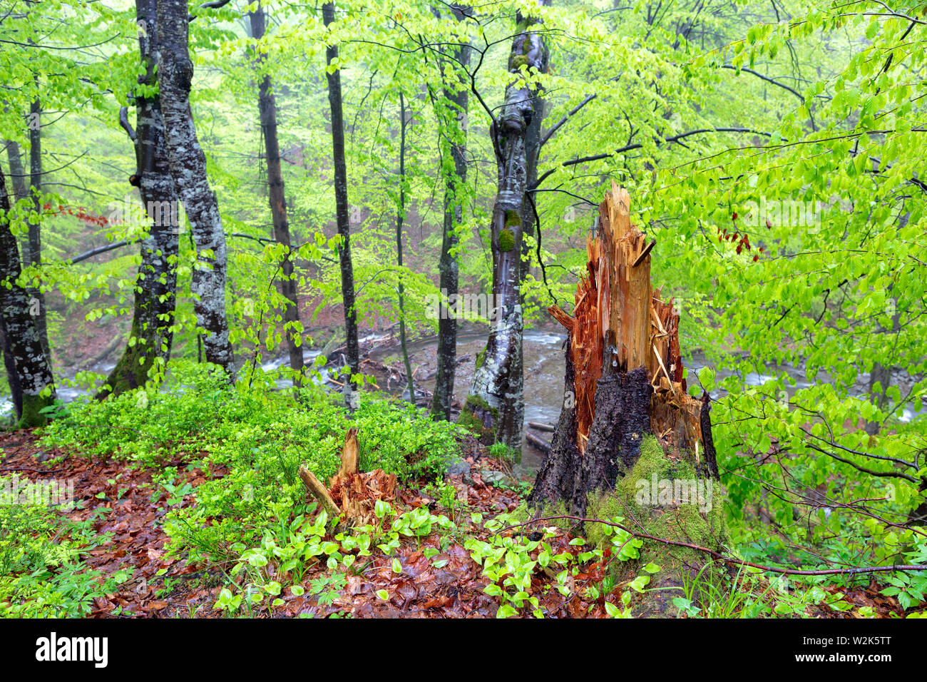 Lightning chopped hi-res stock photography and images - Alamy