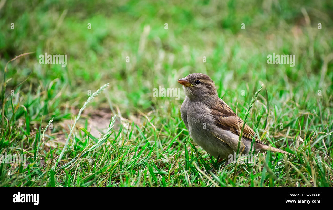 Beautiful house sparrow standing hi-res stock photography and images ...