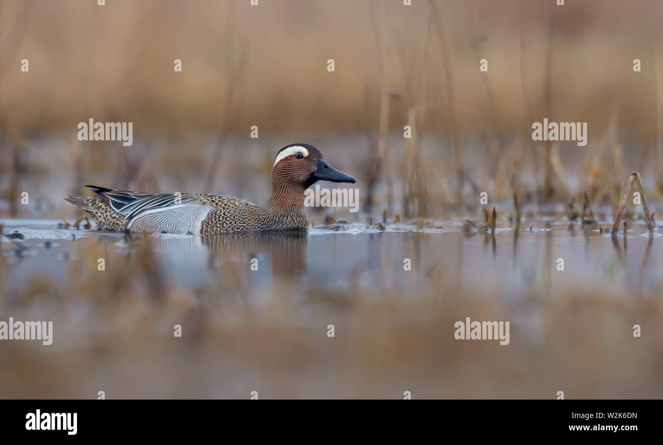 Male garganey hi-res stock photography and images - Alamy