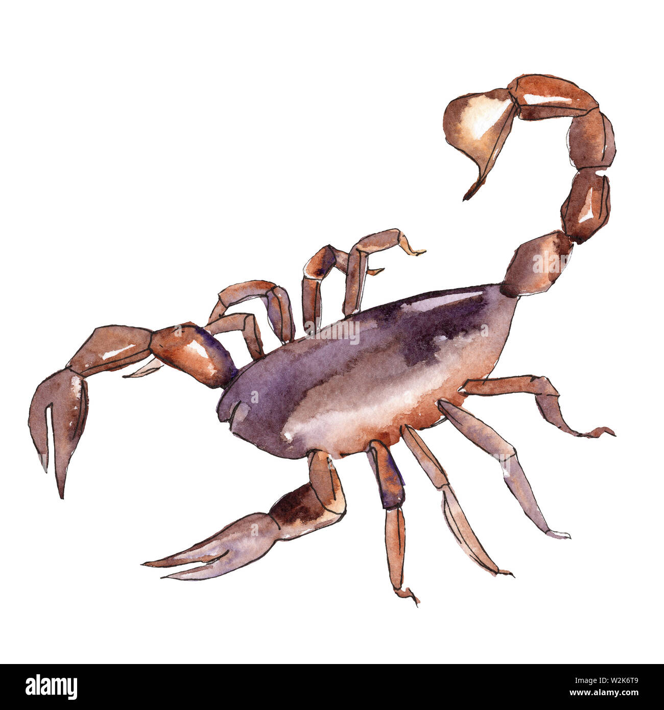 Exotic scorpion wild insect isolated. Watercolor background ...