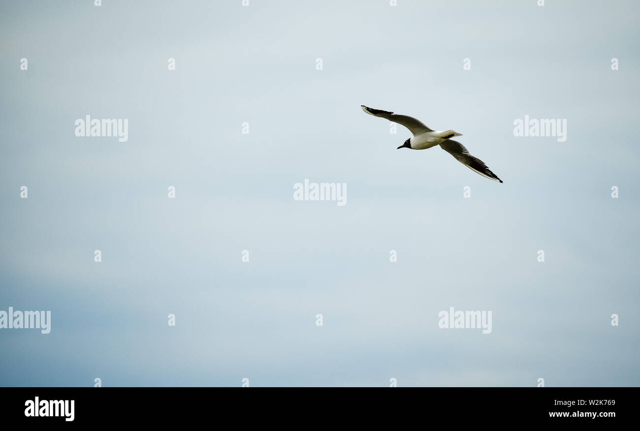 Seagull flying in a blue sky. Freedom sensation. Space for text Stock ...