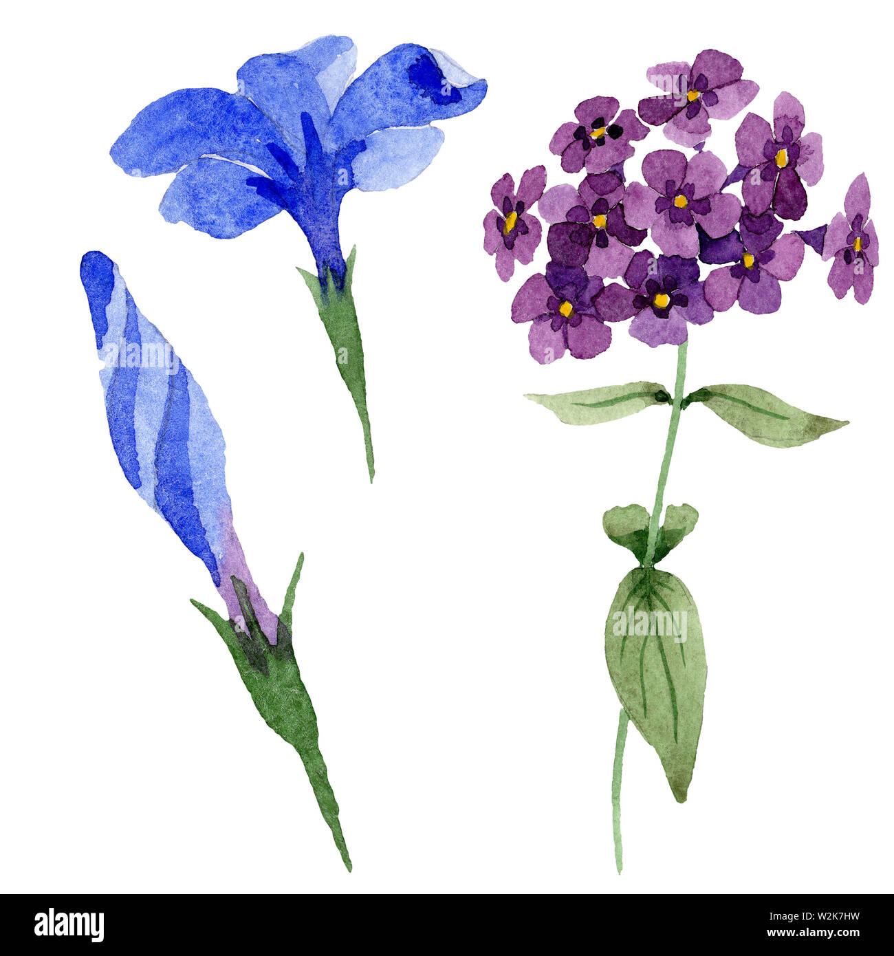 Phlox floral botanical flowers. Watercolor background illustration set ...