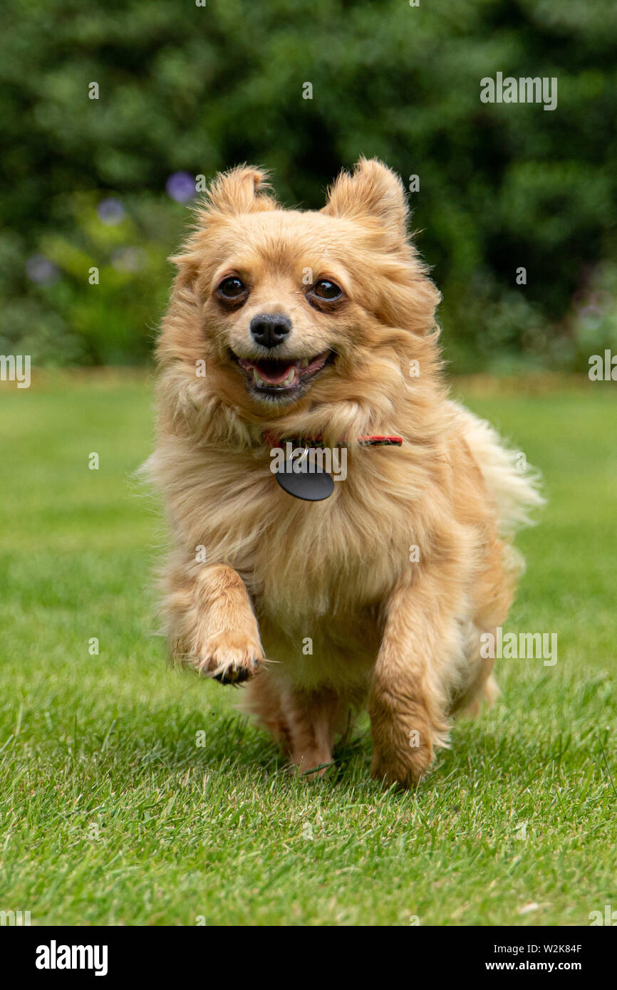 Small furry pet hi-res stock photography and images - Alamy