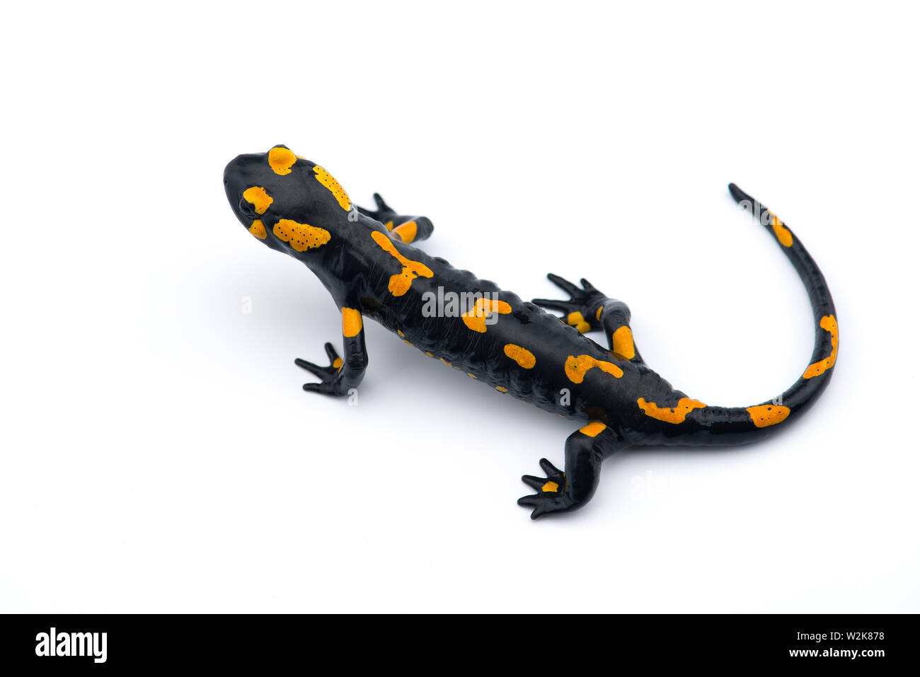 Fire salamander hi-res stock photography and images - Alamy