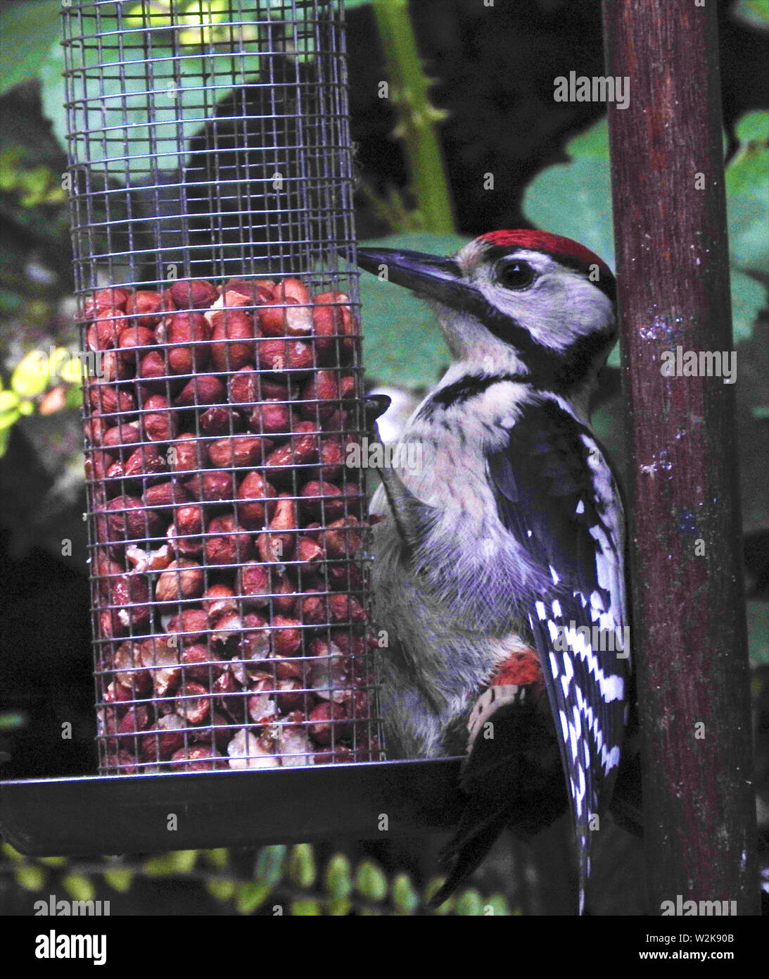 A rare sighting in Scotland of a LESSER SPOTTED WOODPECKER - The male ...