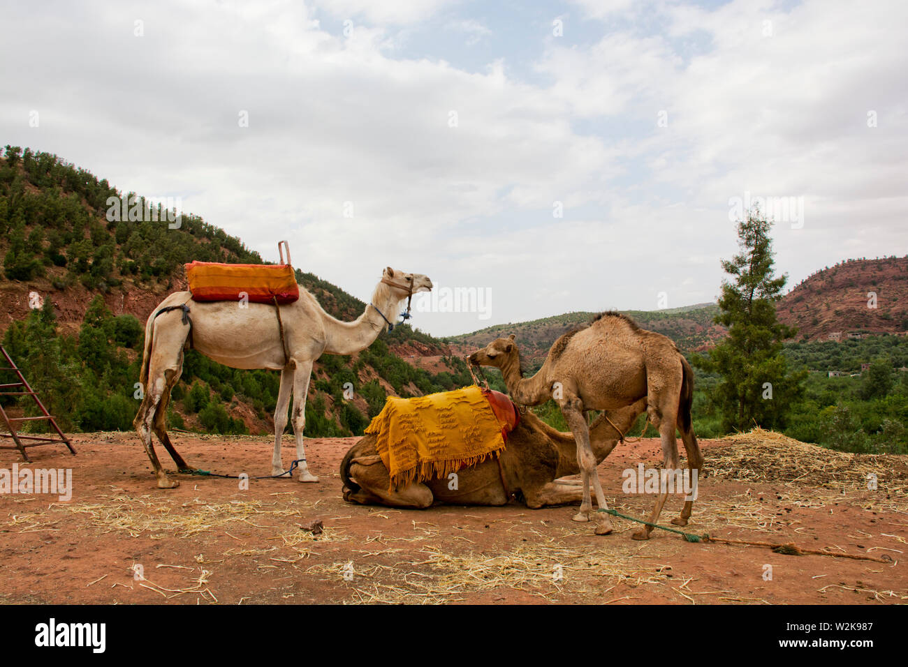 Berber people camels hi-res stock photography and images - Alamy