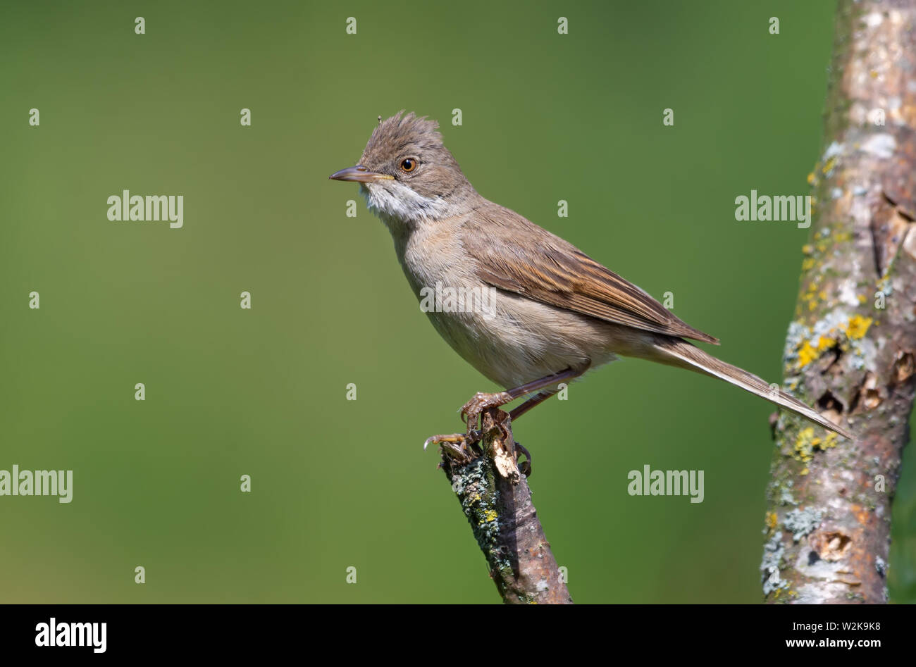 Juvenile whitethroat sylvia communis hi-res stock photography and ...