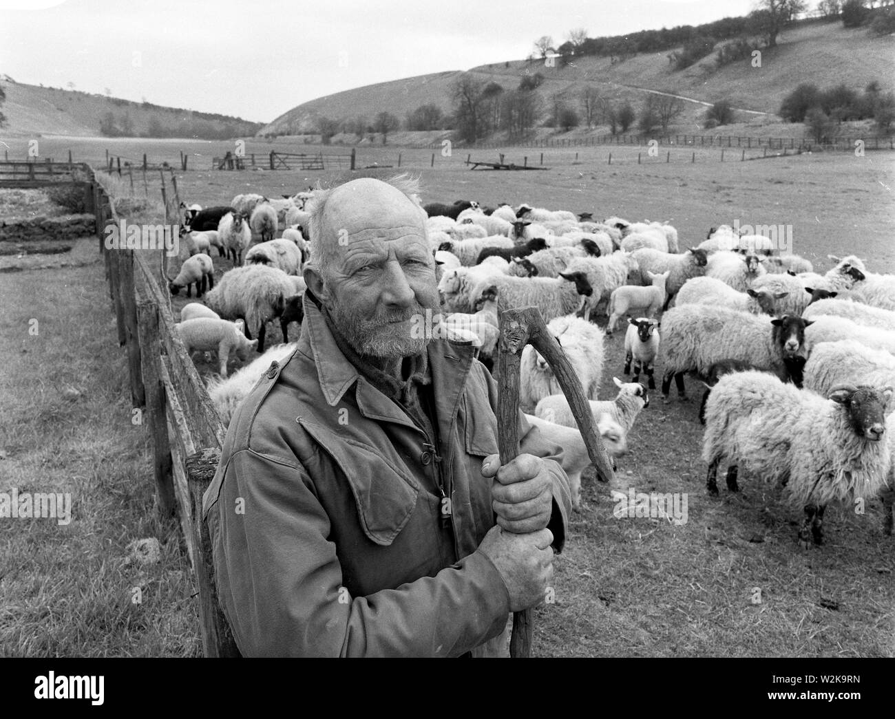 Yorkshire shepherd and his sheep flock at Thixendale in the Ryedale ...
