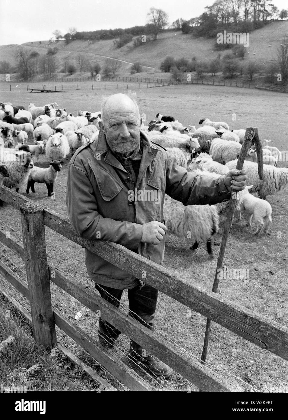 Yorkshire shepherd and his sheep flock at Thixendale in the Ryedale ...