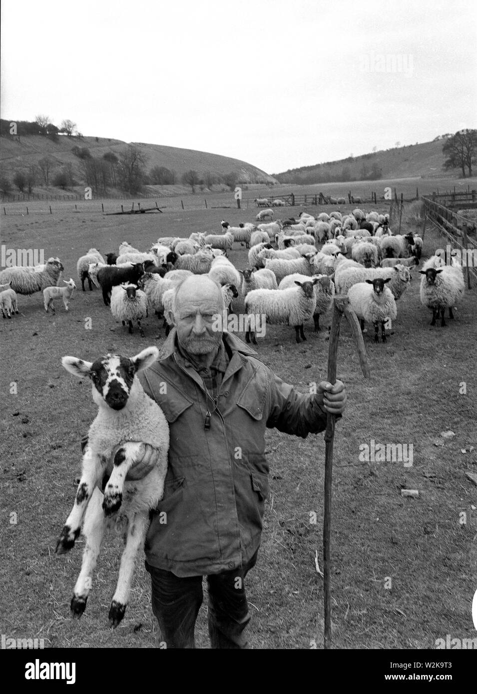 Yorkshire shepherd and his sheep flock at Thixendale in the Ryedale ...