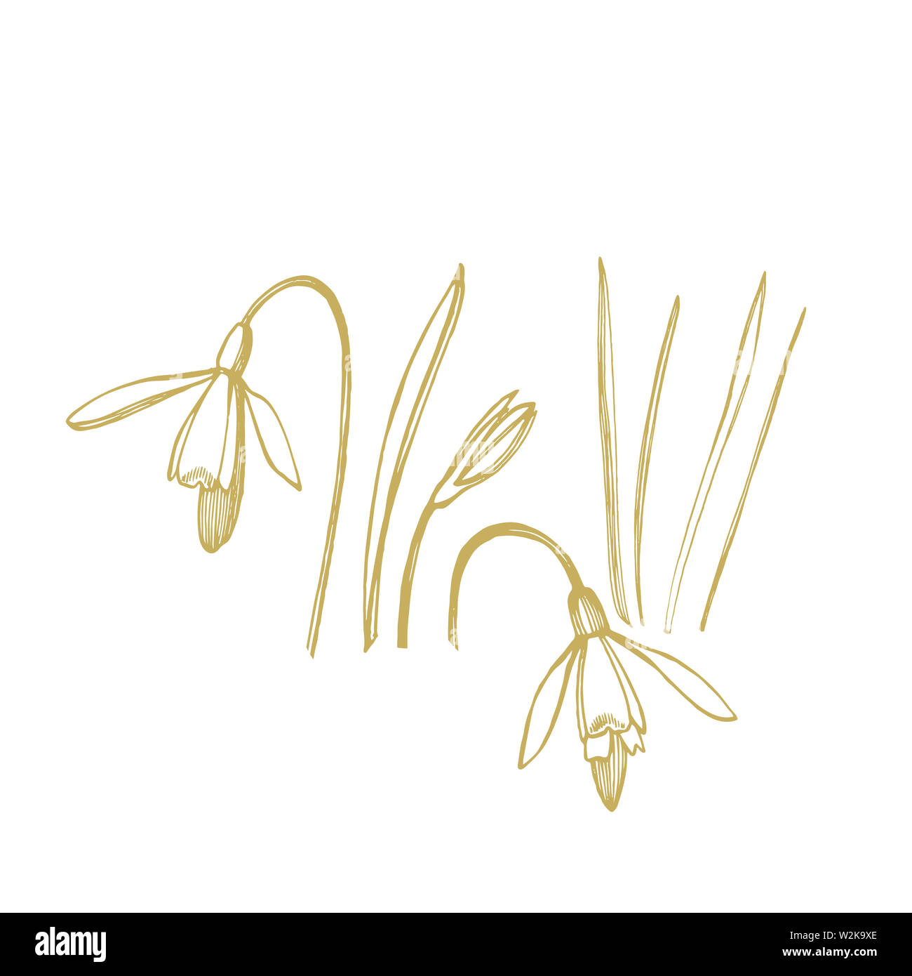 Snowdrop spring flowers. Botanical plant illustration. Vintage ...