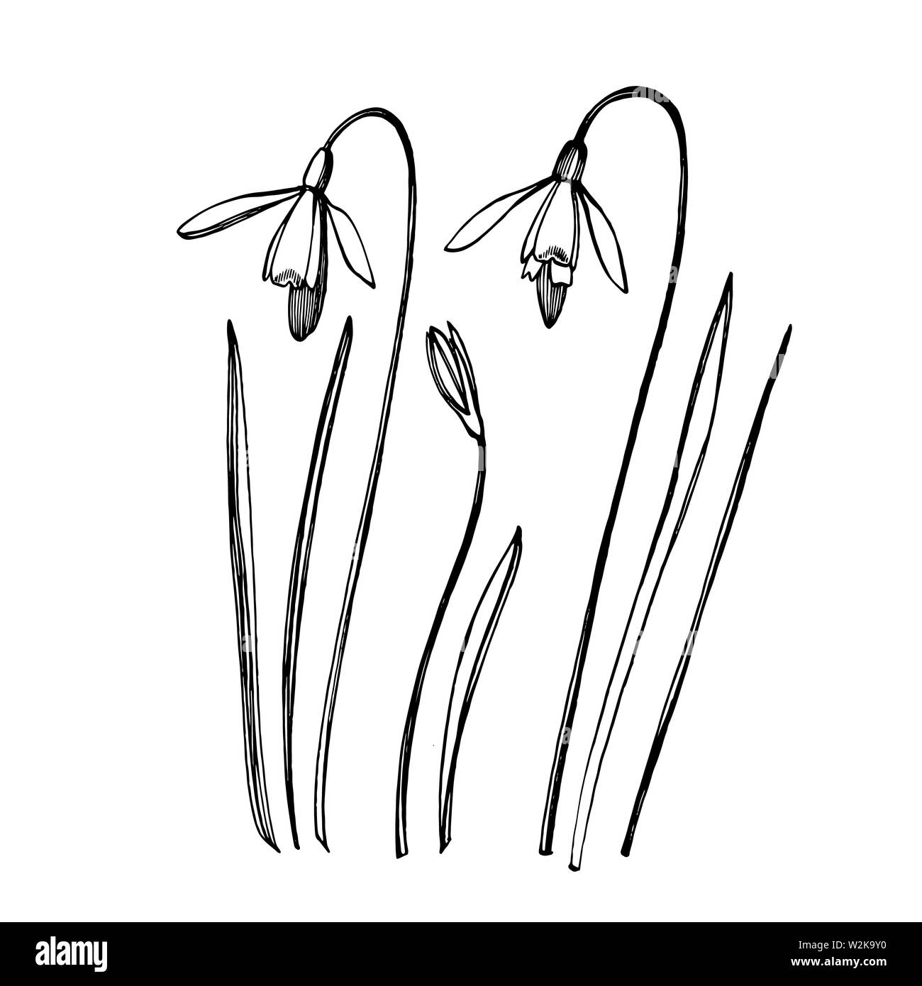 Snowdrop spring flowers. Botanical plant illustration. Vintage ...