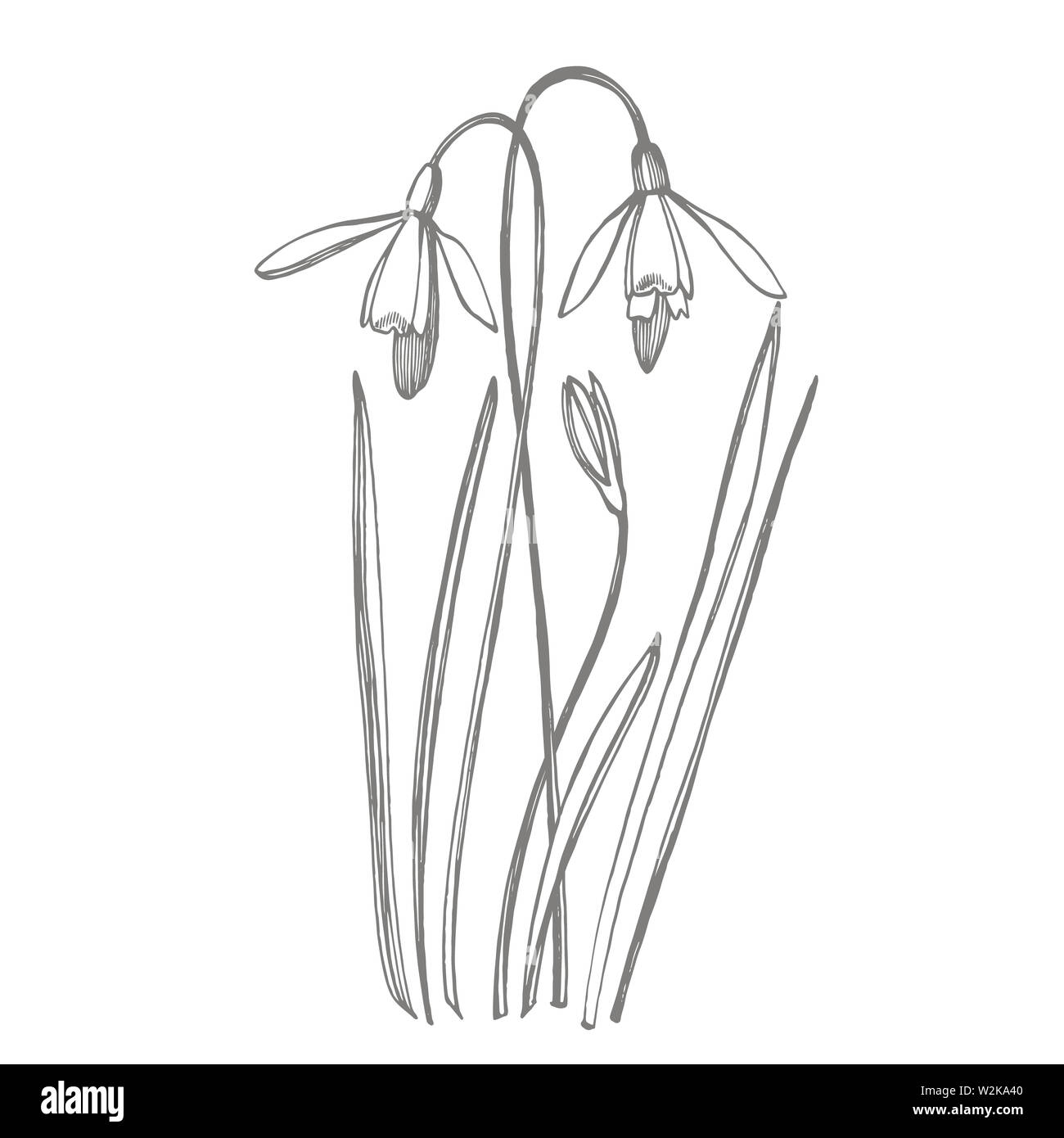 Snowdrop spring flowers. Botanical plant illustration. Vintage ...