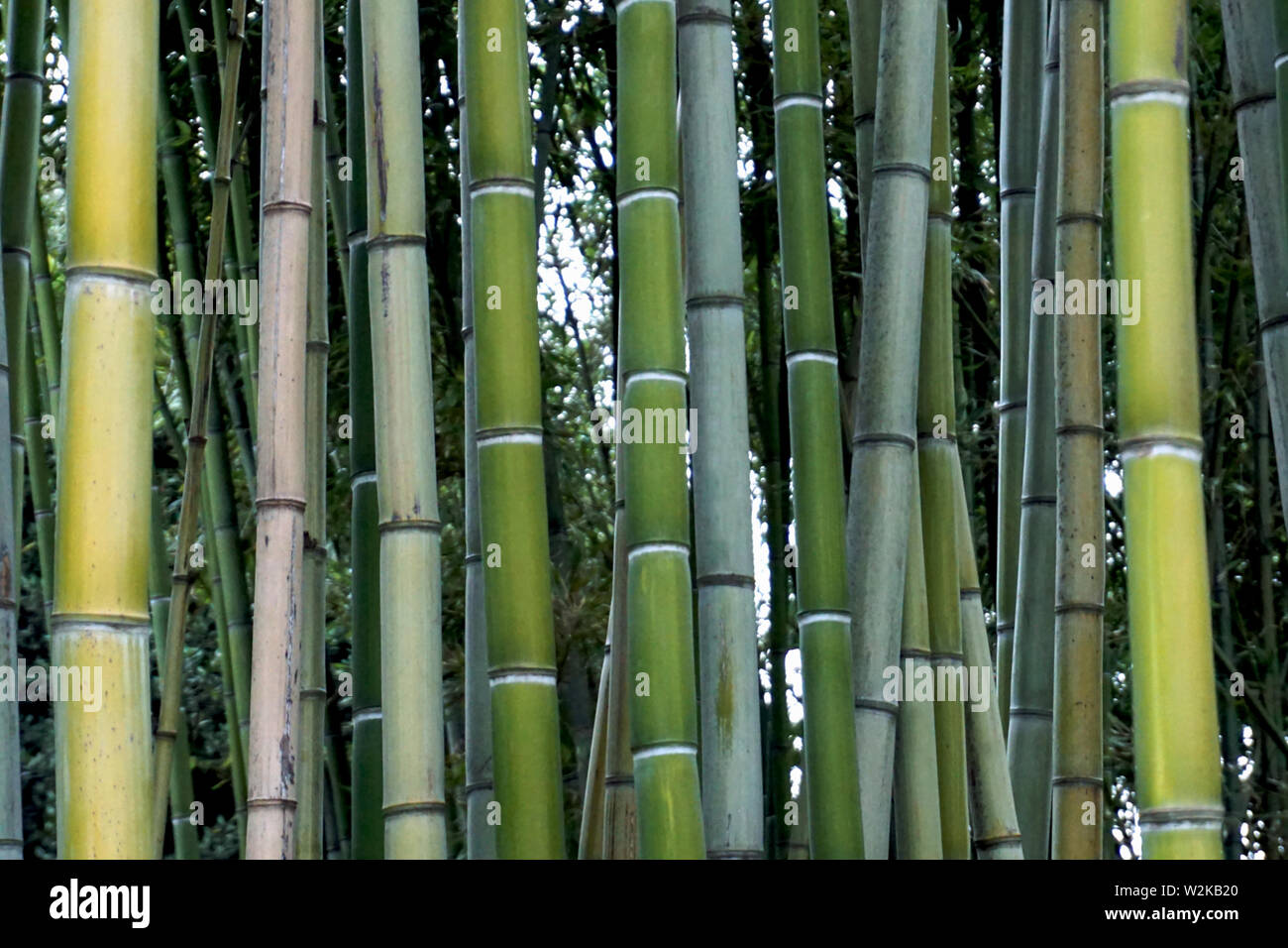 Young bamboo trees hi-res stock photography and images - Alamy