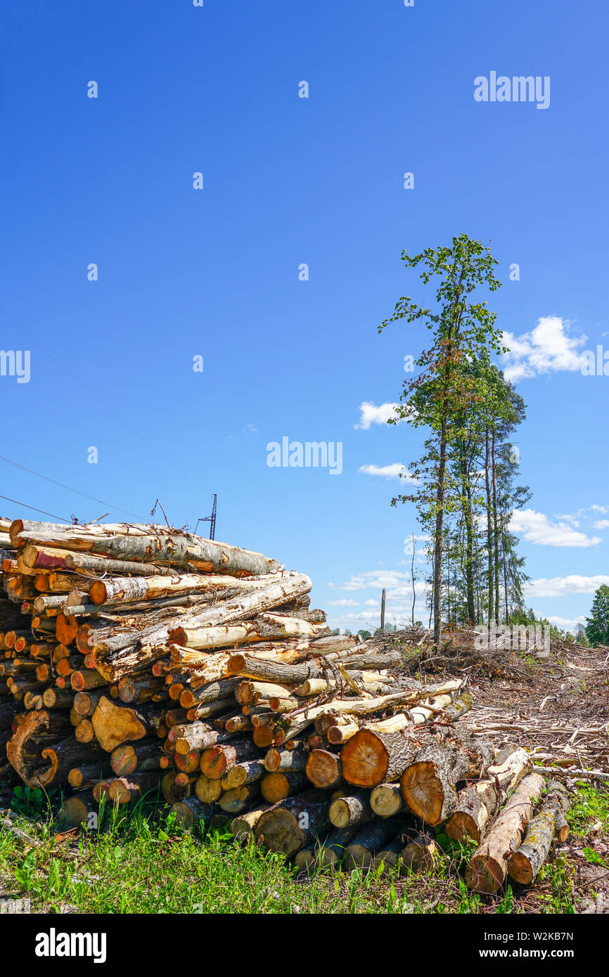 deforestation, stack of cutted trees ready for transportation Stock ...