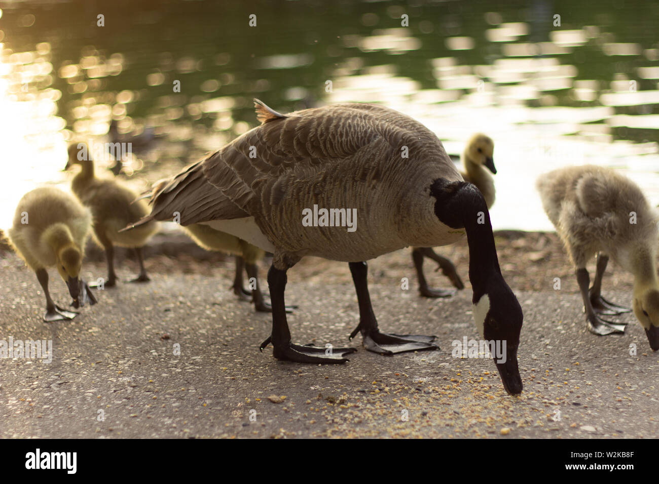 Feeding the geese hi-res stock photography and images - Alamy