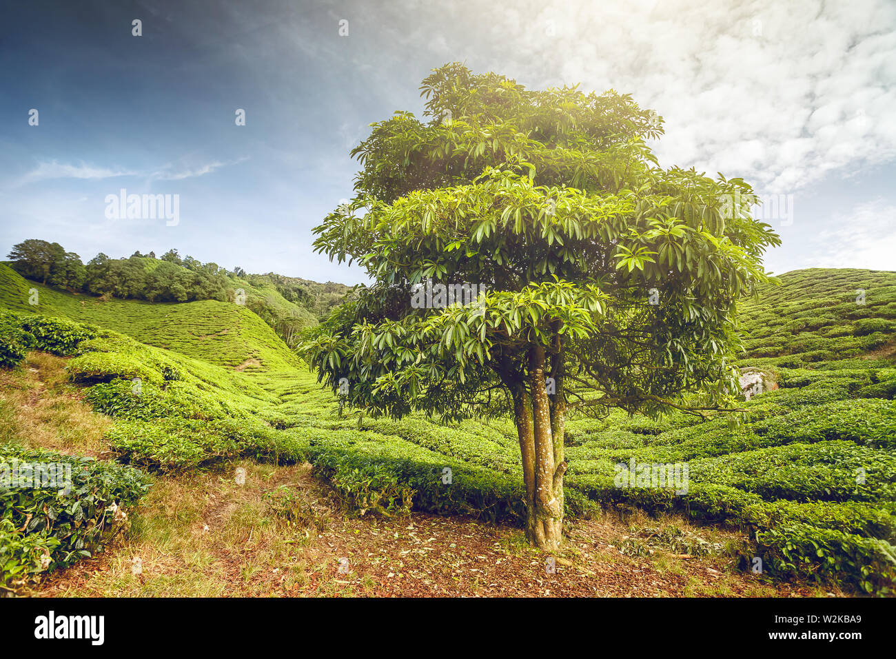 Big tree on tea plantation in the Cameron Highlands, Malaysia Stock ...