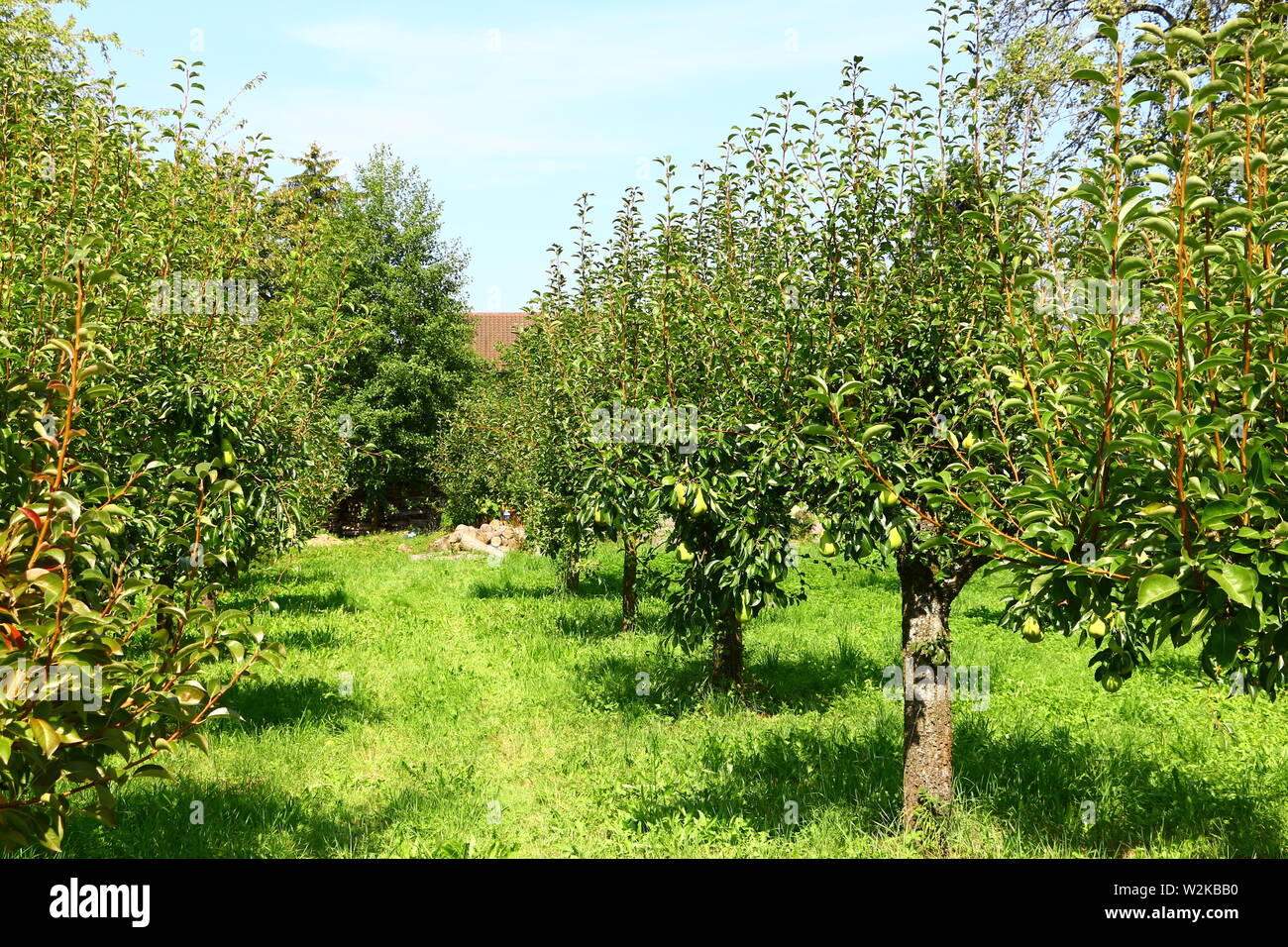 Apfelbaum plantage hi-res stock photography and images - Alamy