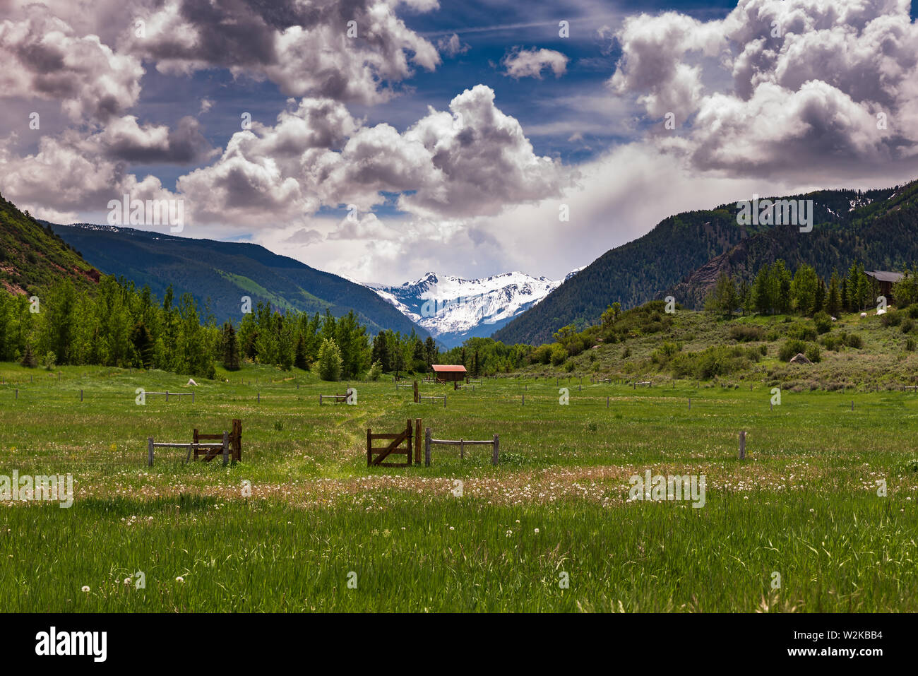 Aspen trees in summer hi-res stock photography and images - Alamy