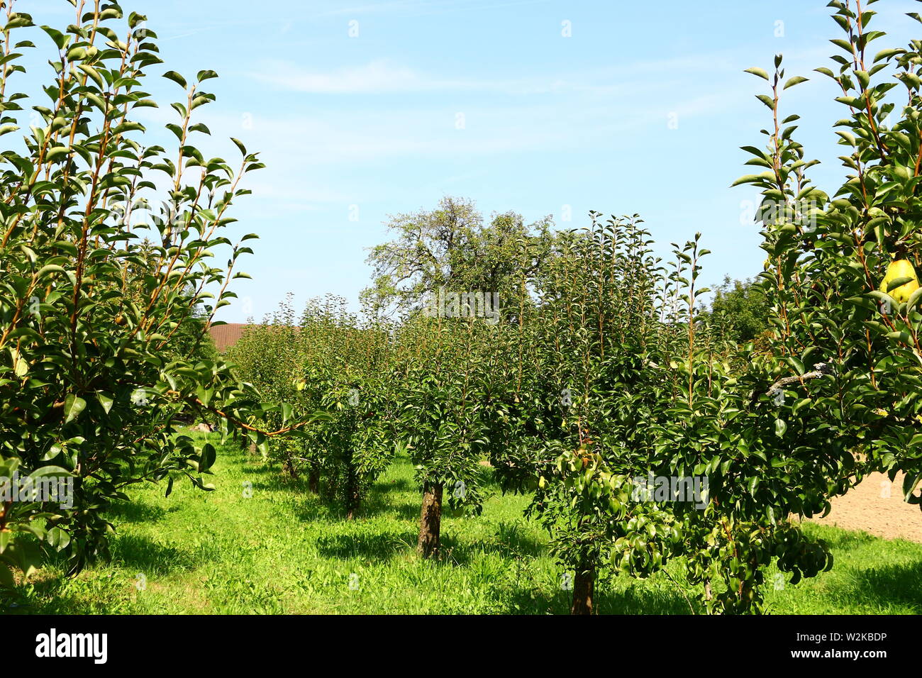 Apfelplantage hi-res stock photography and images - Alamy