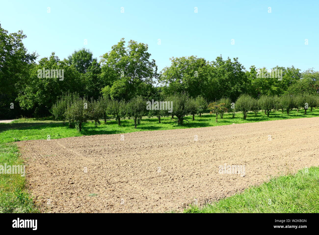 Obstplantage hi-res stock photography and images - Alamy