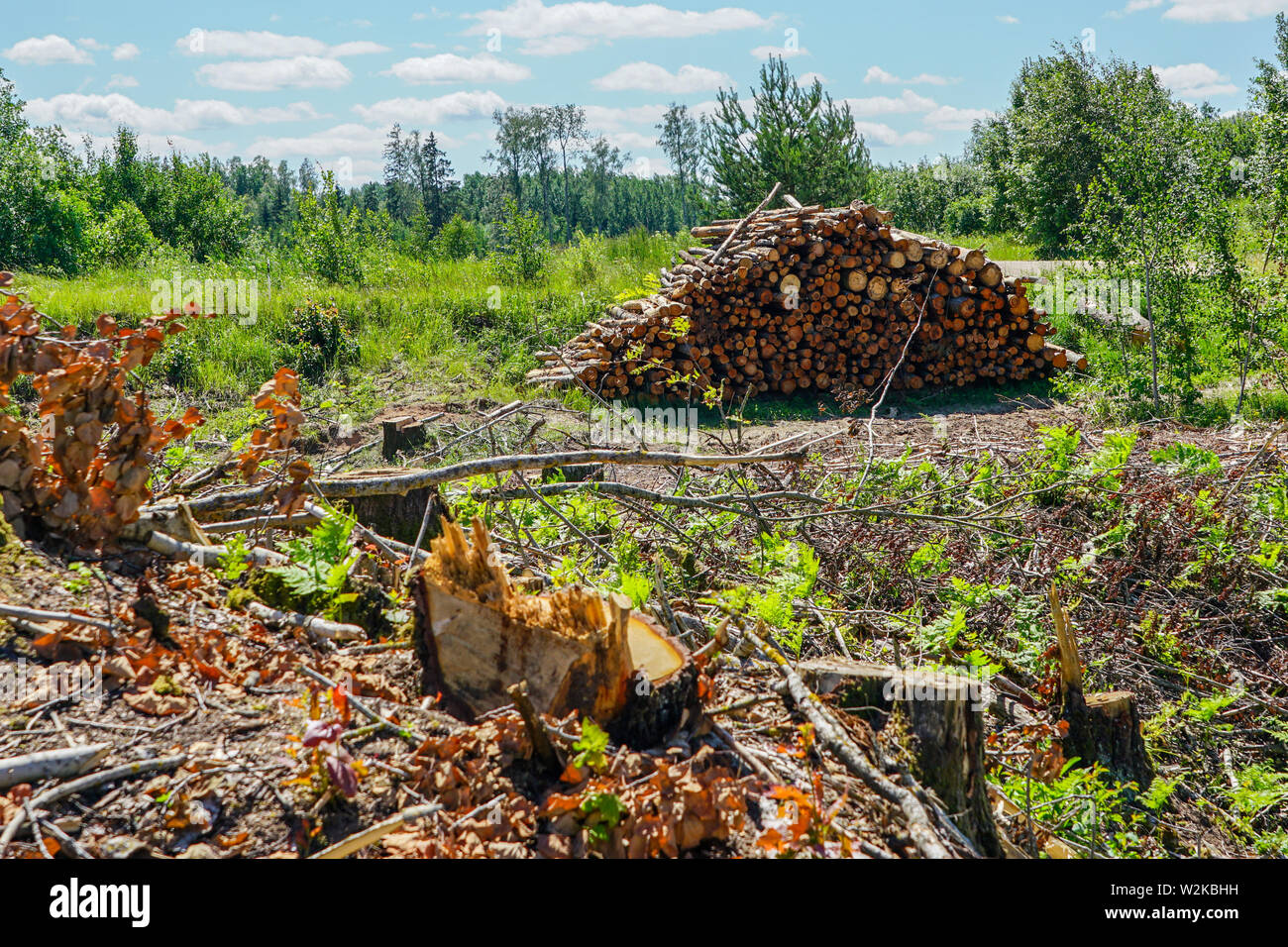 deforestation, stack of cutted trees ready for transportation Stock ...