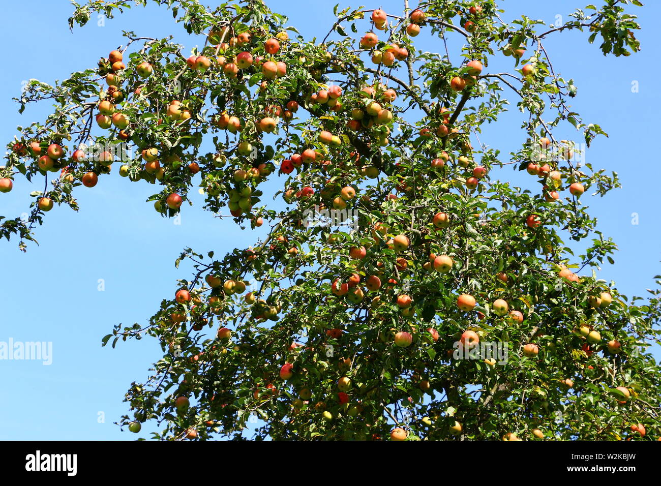 Apfelbaum plantage hi-res stock photography and images - Alamy