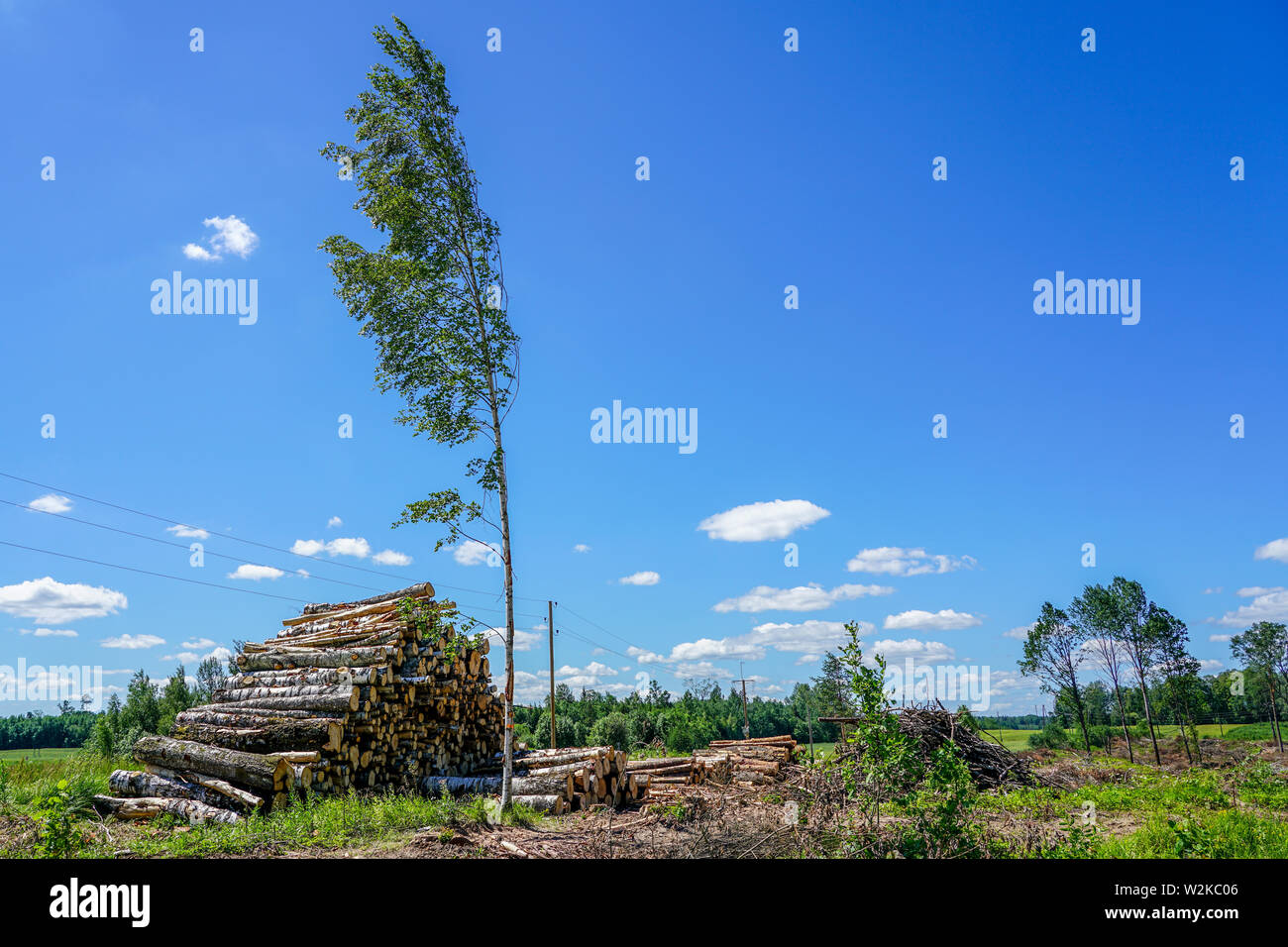 deforestation, stack of cutted trees ready for transportation Stock ...