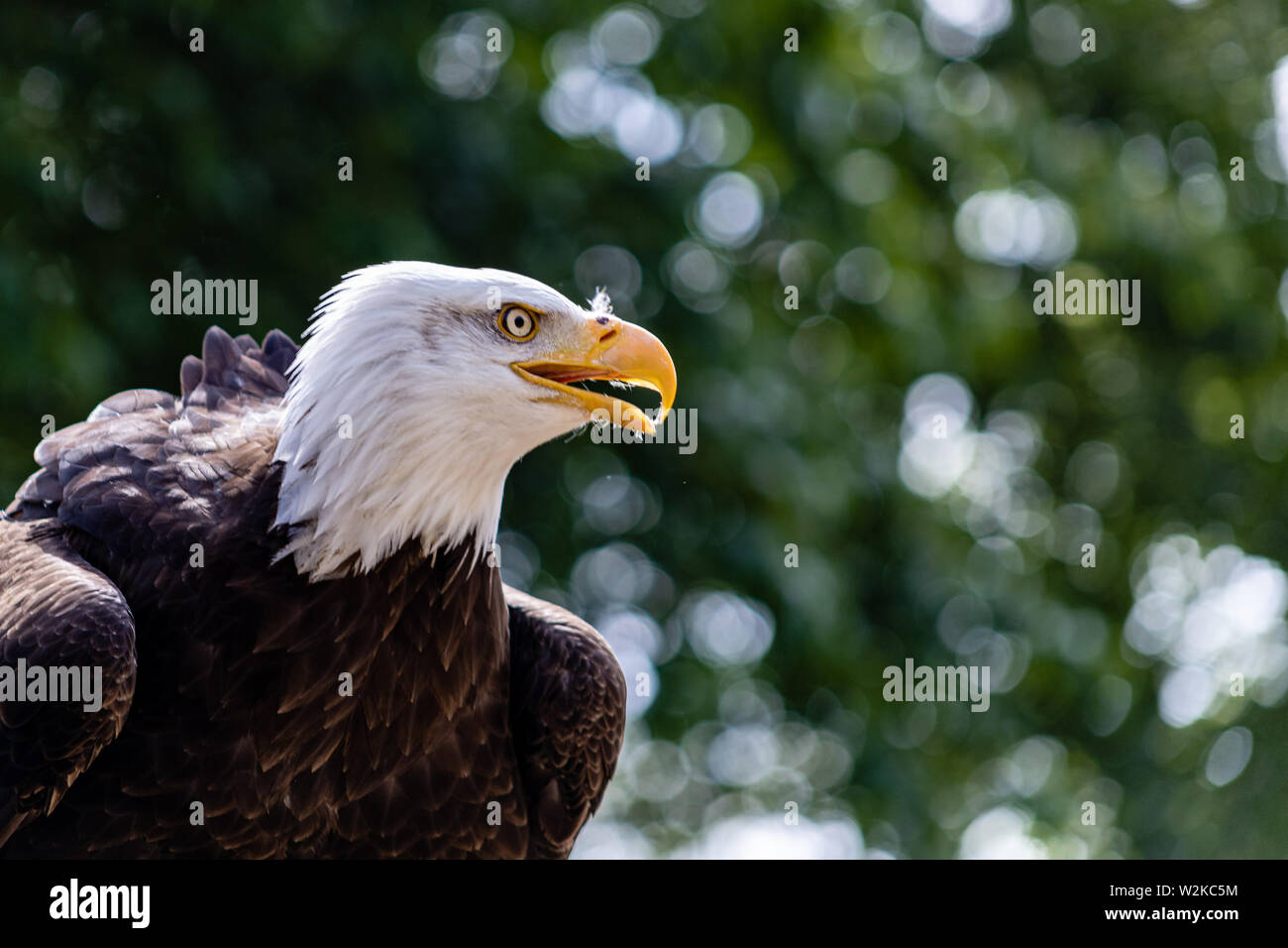 Bald eagle with mottled head focused Stock Photo - Alamy