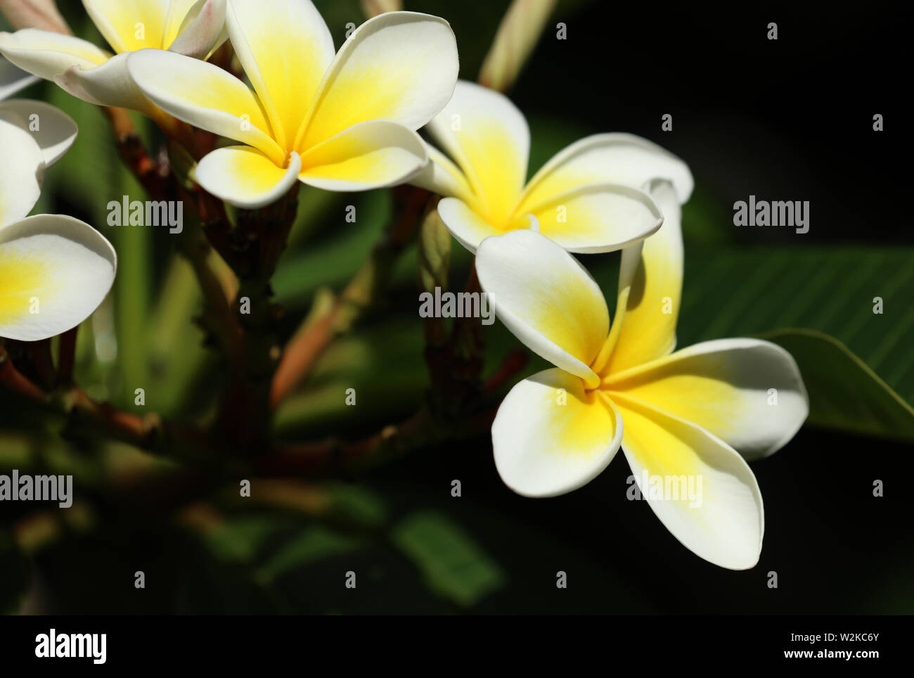 Frangipani Plumeria on the coast in Australia Stock Photo - Alamy