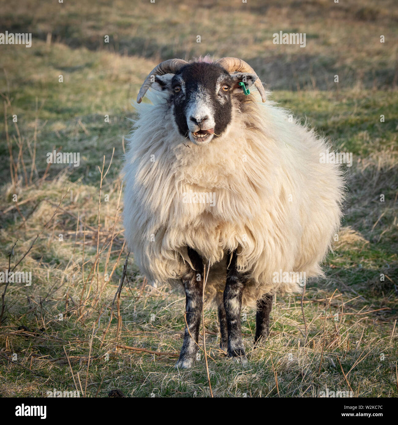 Sheep at Seilebost, West Harris, Hebrides, Scotland, UK Stock Photo - Alamy