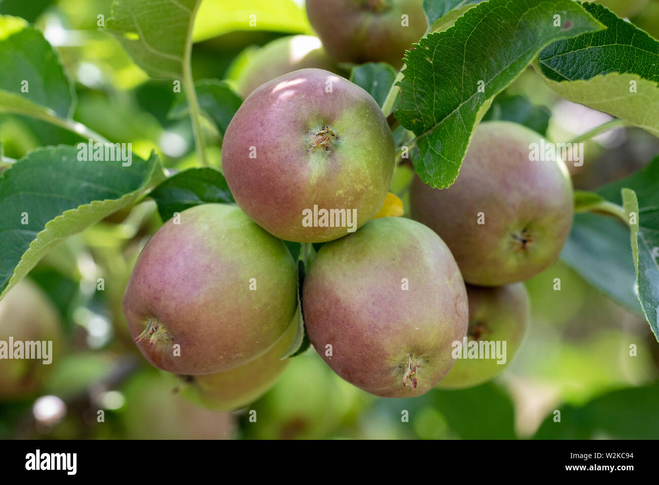 Orchard rose garden hi-res stock photography and images - Alamy
