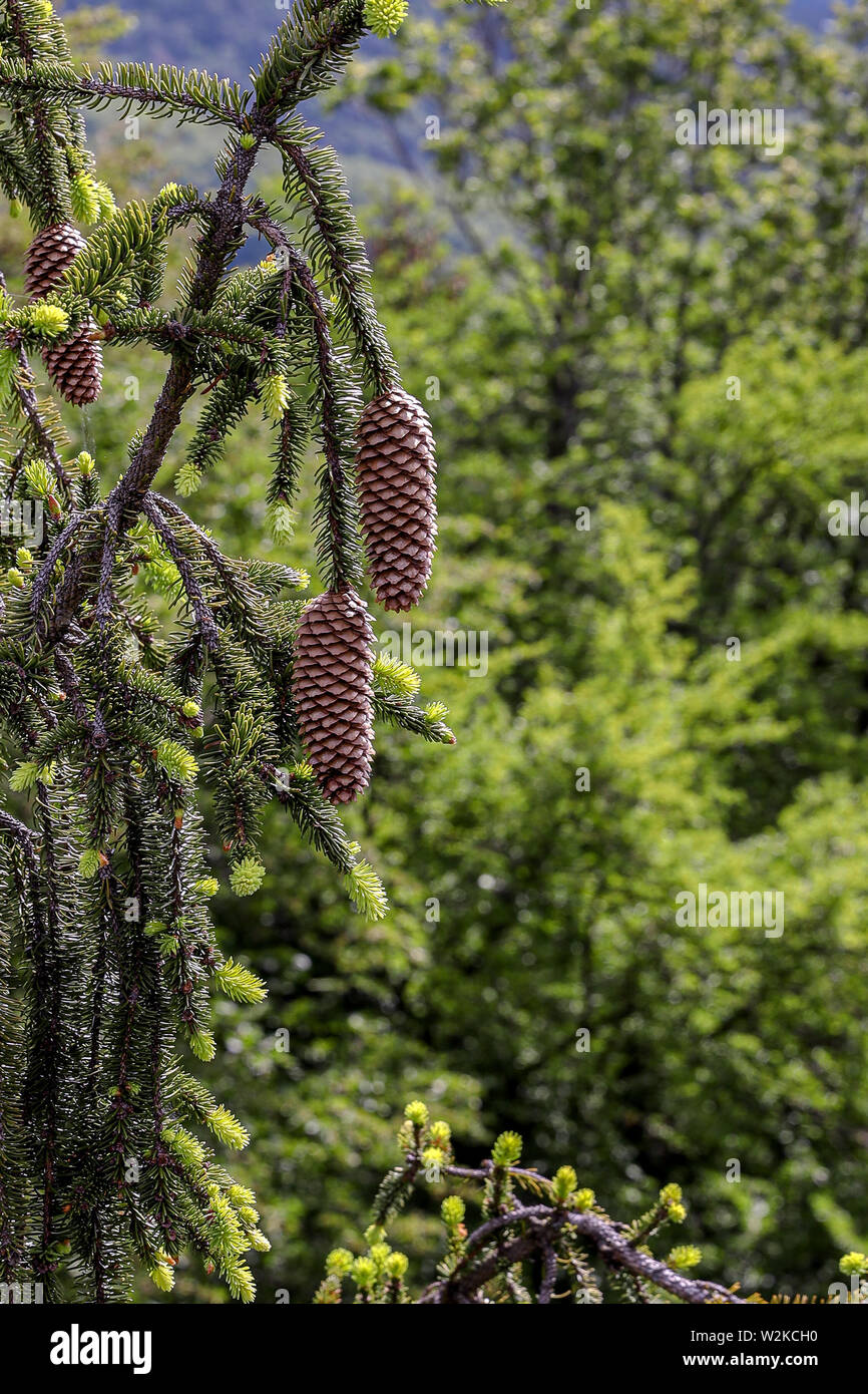 Hanging pine cones hi-res stock photography and images - Alamy