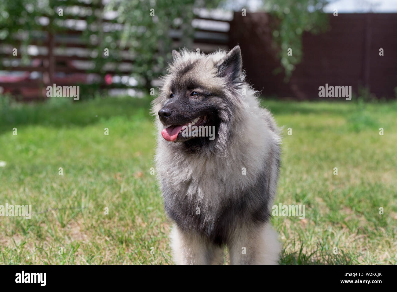 Deutscher wolfspitz is standing on a green meadow. Keeshond or german ...