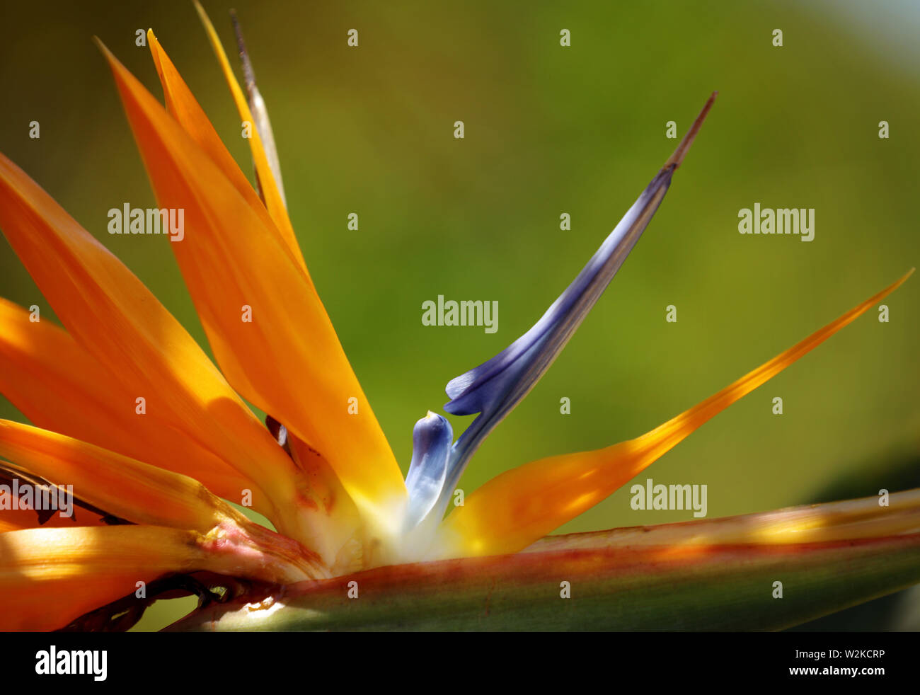 Strelizie bird hi-res stock photography and images - Alamy
