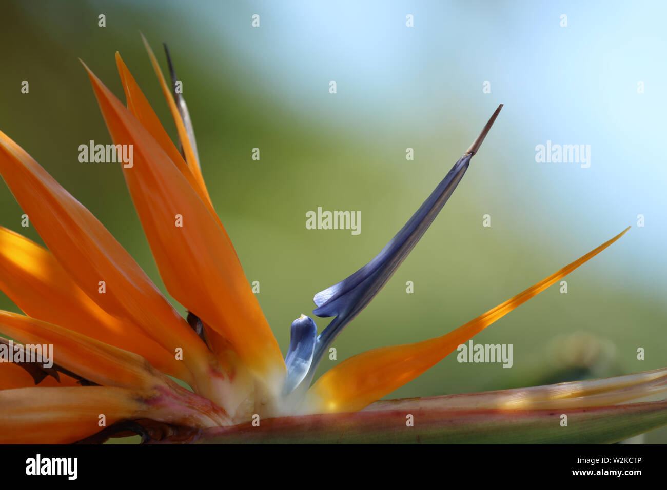 Strelizie bird hi-res stock photography and images - Alamy
