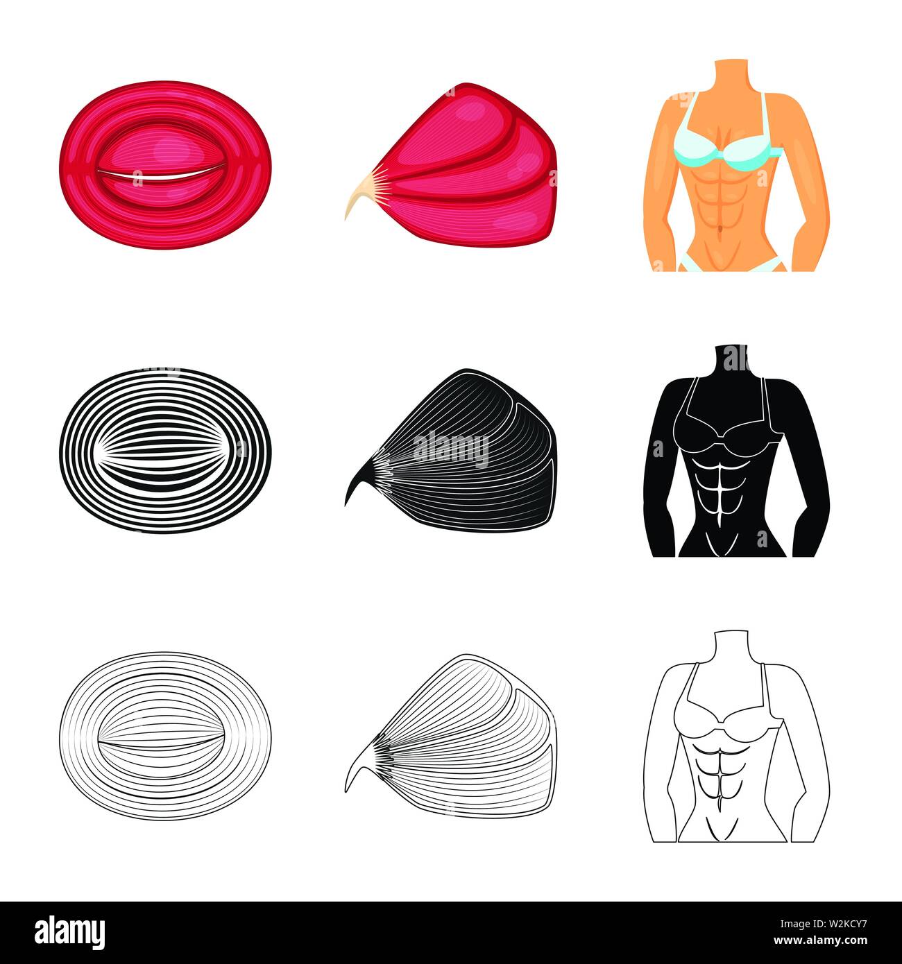 Vector illustration of fiber and muscular symbol. Set of fiber and body ...