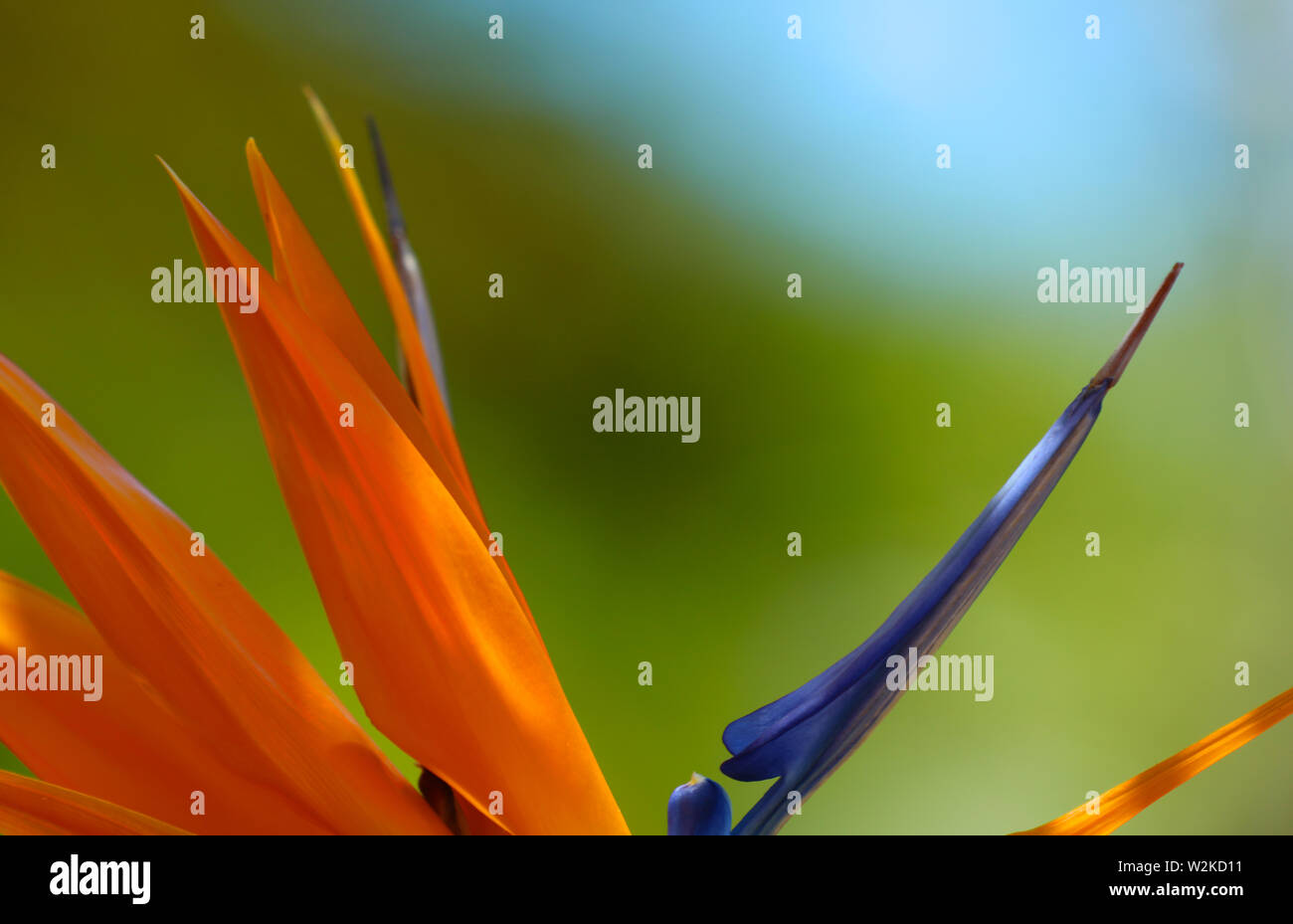 Strelizie bird hi-res stock photography and images - Alamy