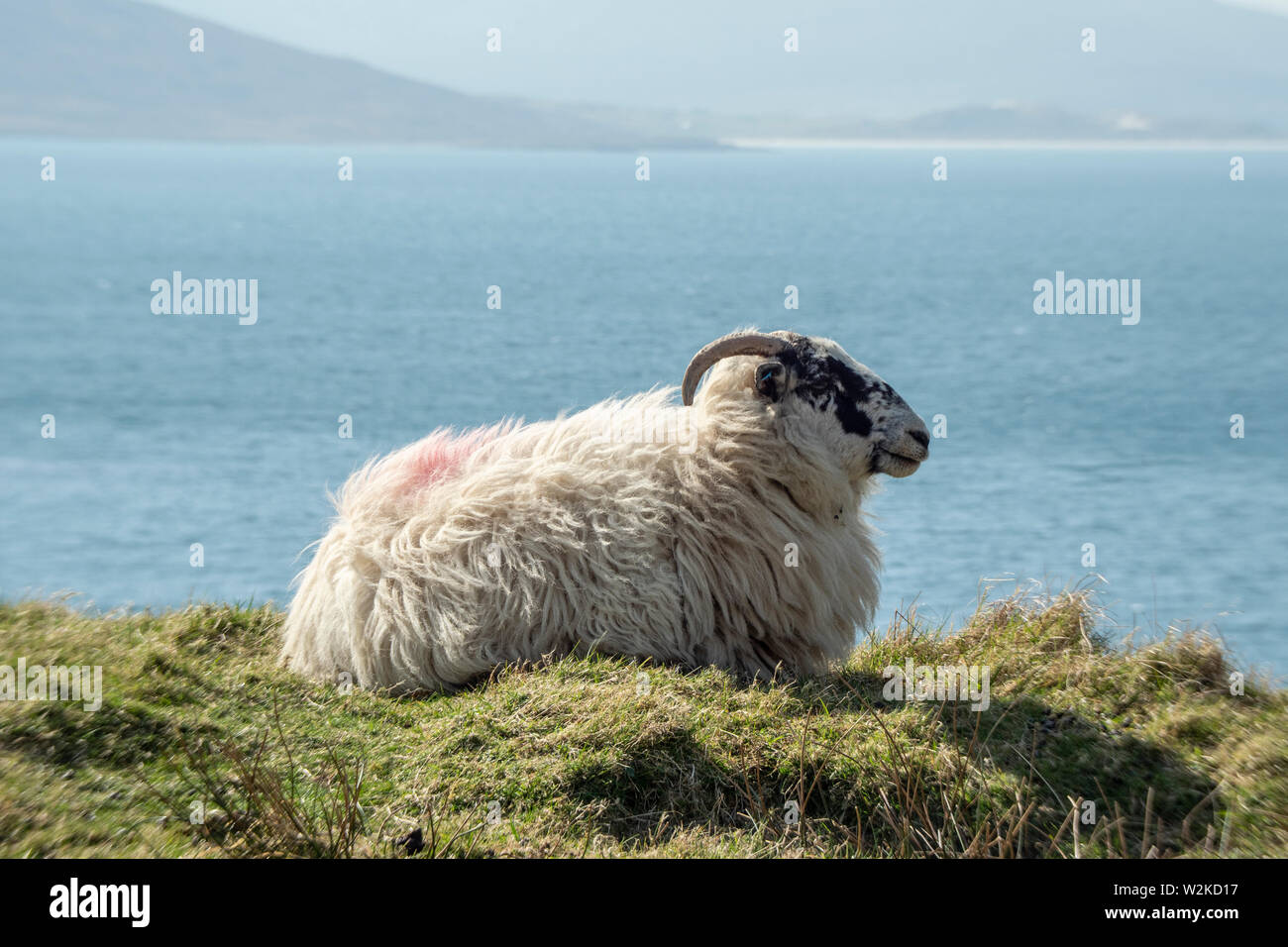 Resting Sheep, North Harris, Hebrides, Scotland, UK Stock Photo - Alamy