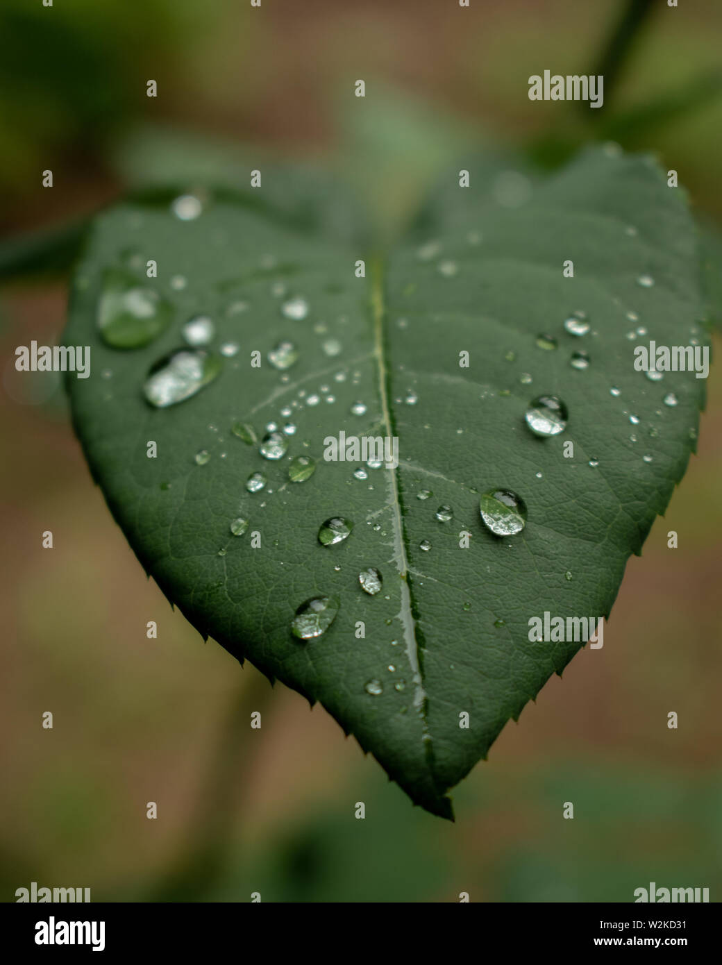 After_rain hi-res stock photography and images - Alamy