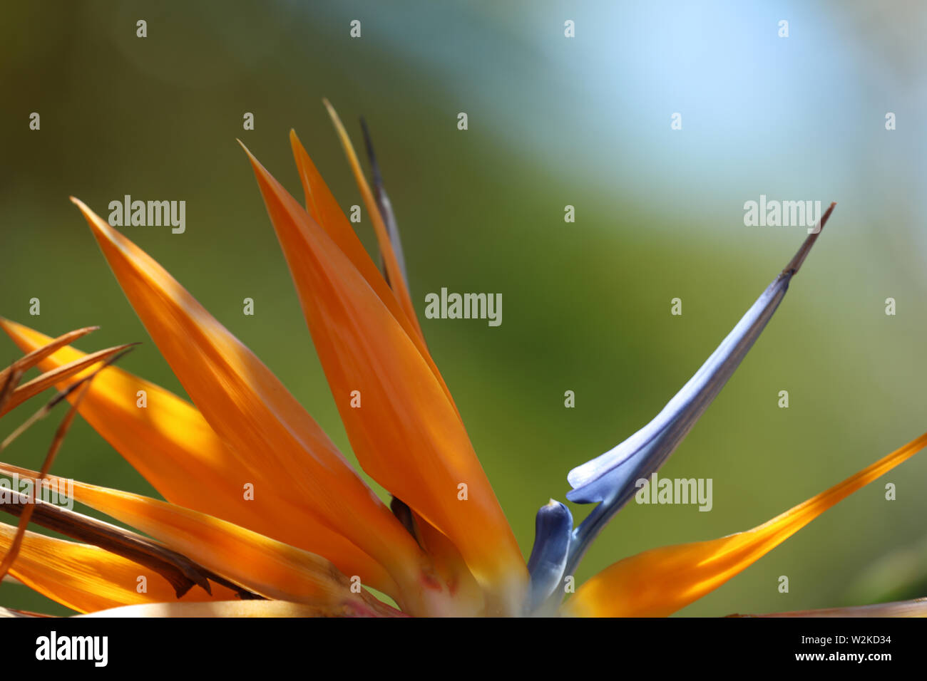 Strelizie bird hi-res stock photography and images - Alamy