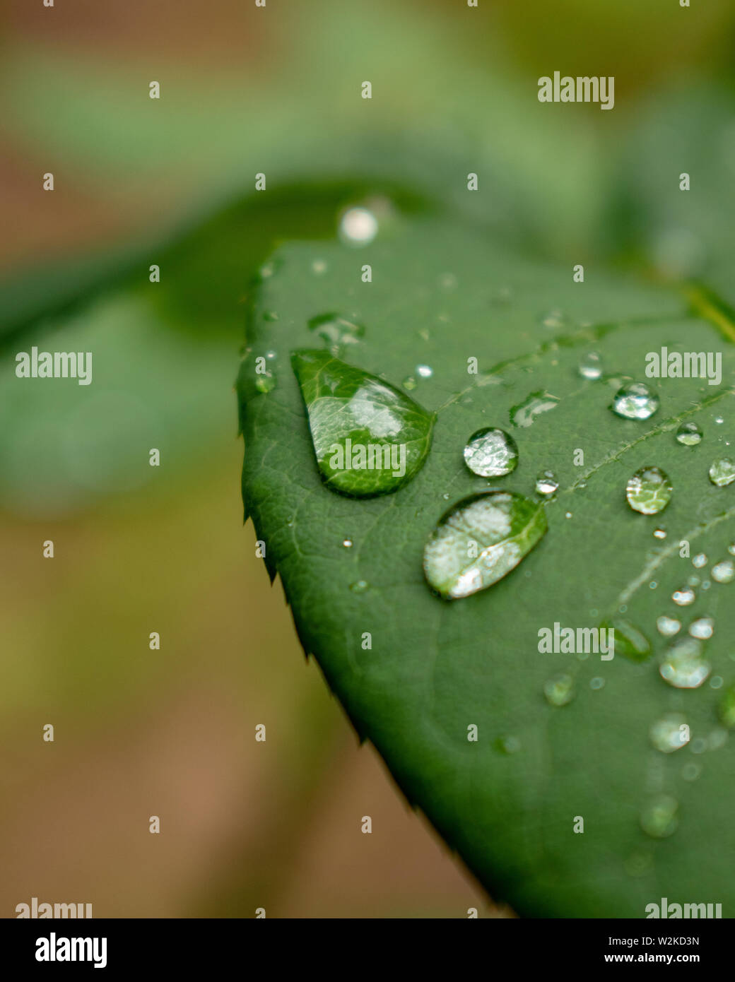 After_rain hi-res stock photography and images - Alamy