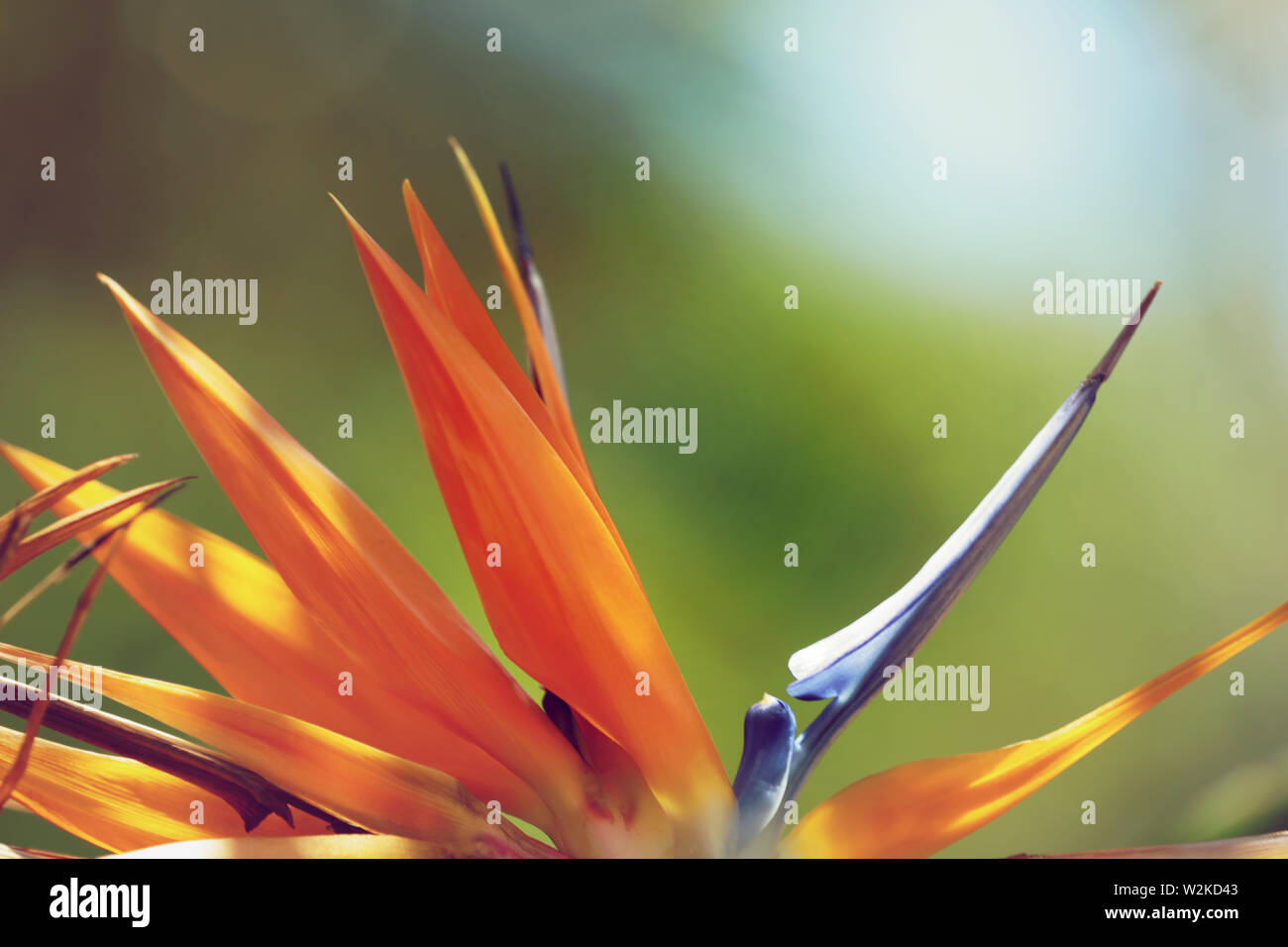 Strelizie bird hi-res stock photography and images - Alamy