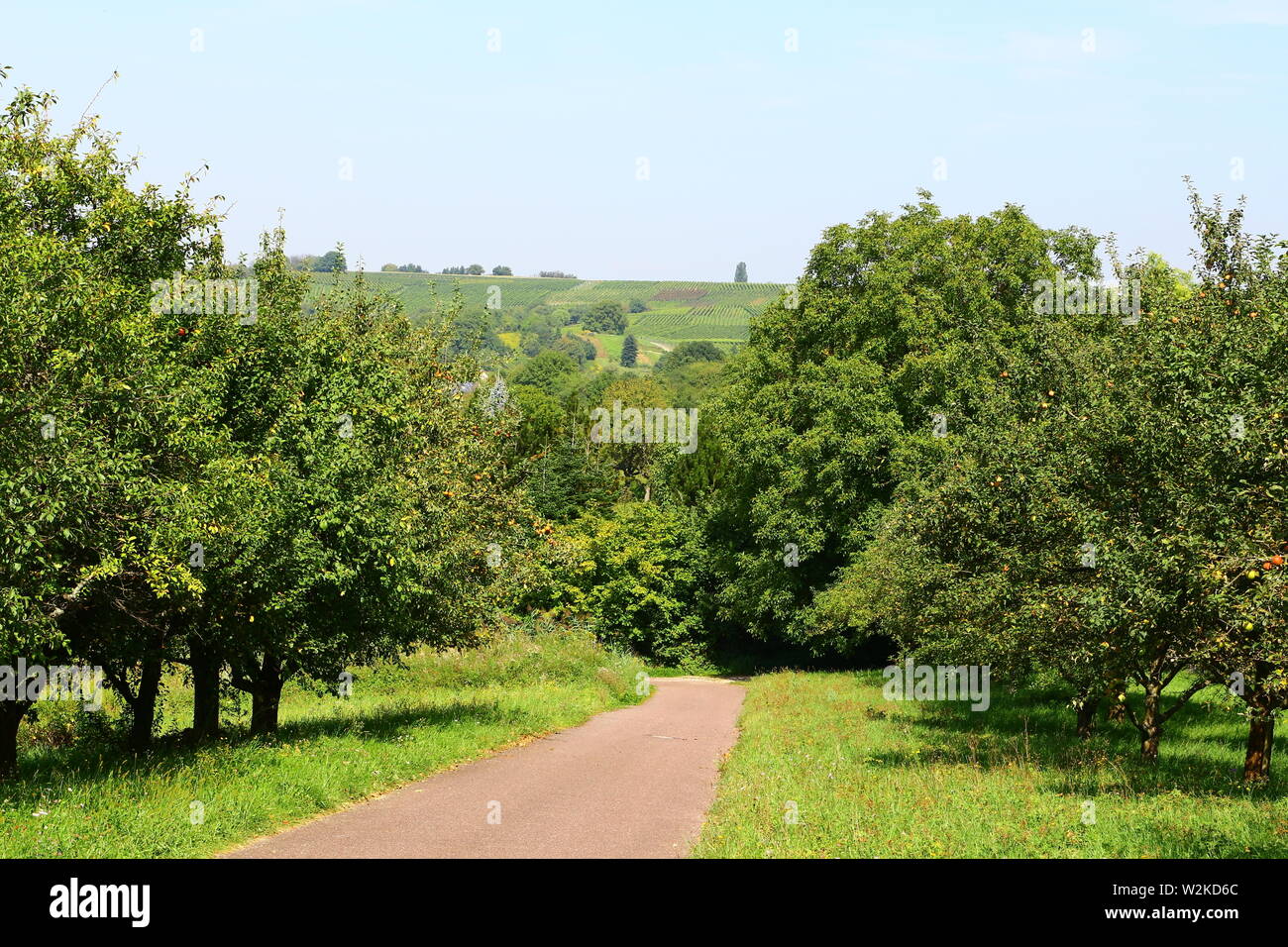 Obstplantage hi-res stock photography and images - Alamy